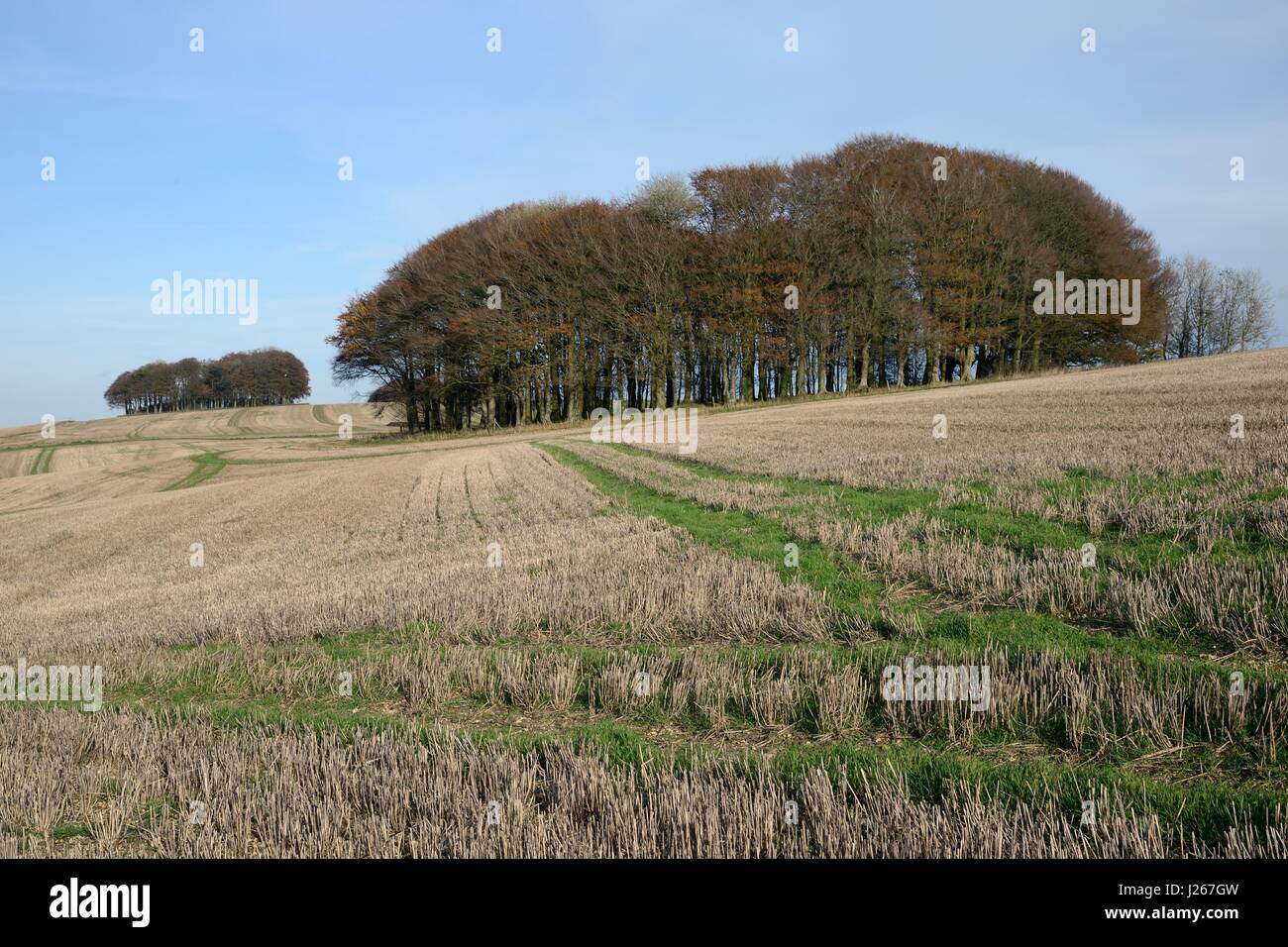 Clumps of beech trees (Fagus sylvatica) and harvested arable field on ...