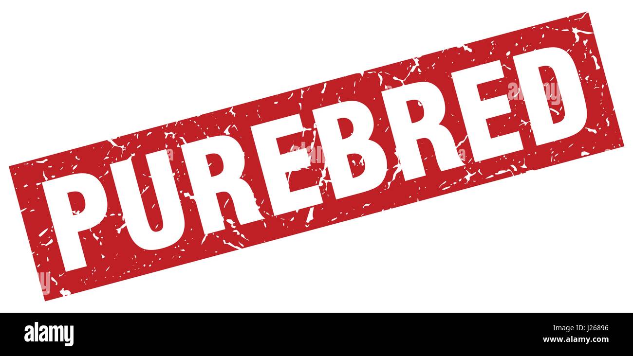 square grunge red purebred stamp Stock Vector Image & Art - Alamy