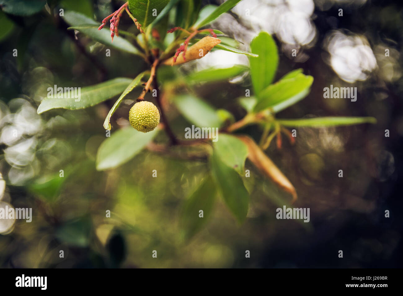 Corbezzolo hi-res stock photography and images - Alamy