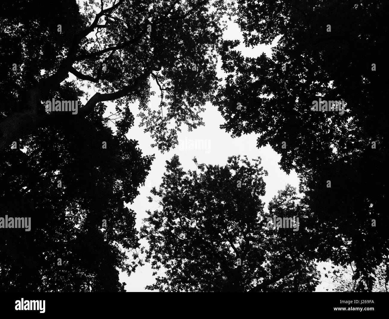 Overhead flora Black and White Stock Photos & Images - Alamy