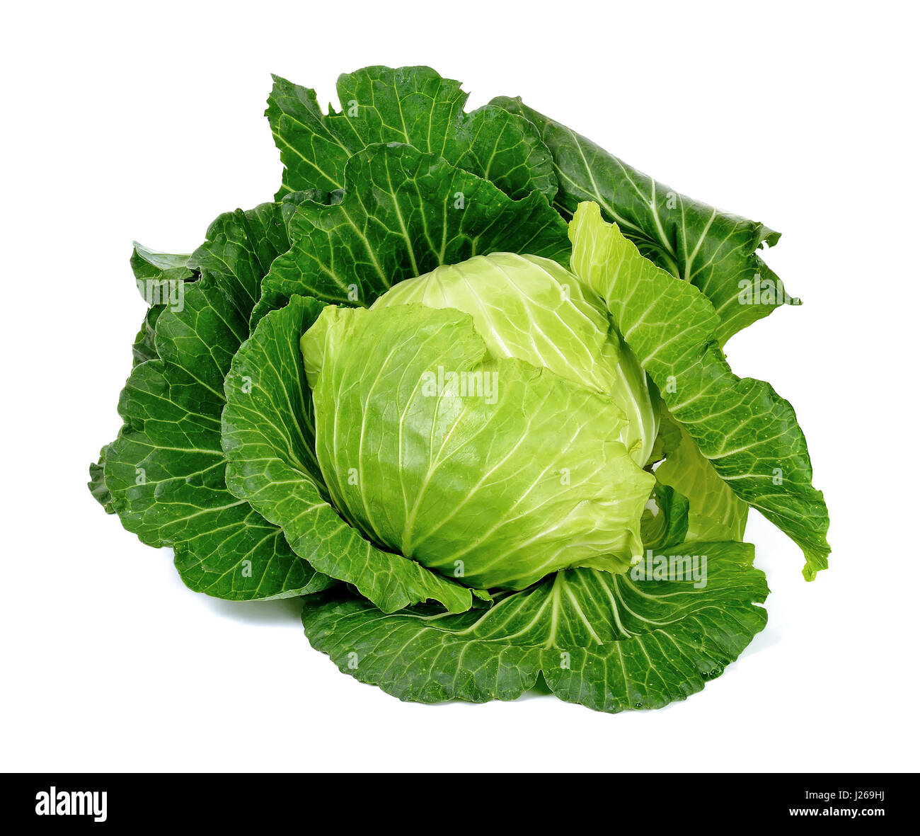 Cabbage isolated on the white background Stock Photo - Alamy