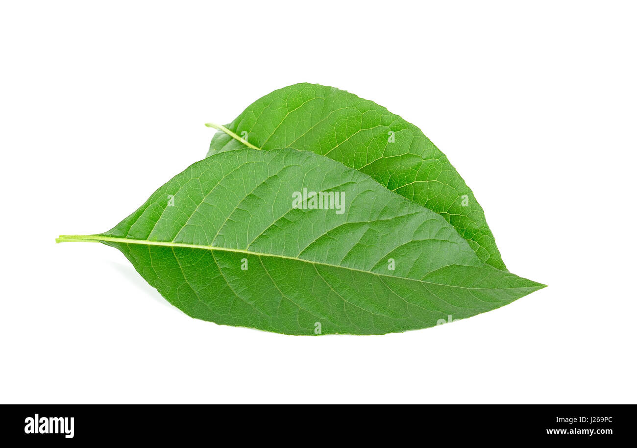 Adhatoda vasica hi-res stock photography and images - Alamy