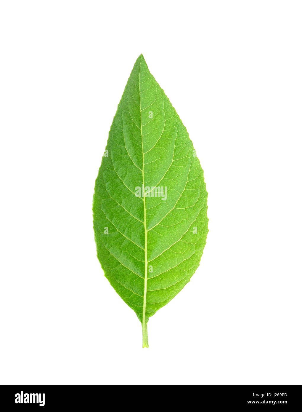 Adhatoda vasica or medicinal Basak leaf isolated on white Stock Photo ...