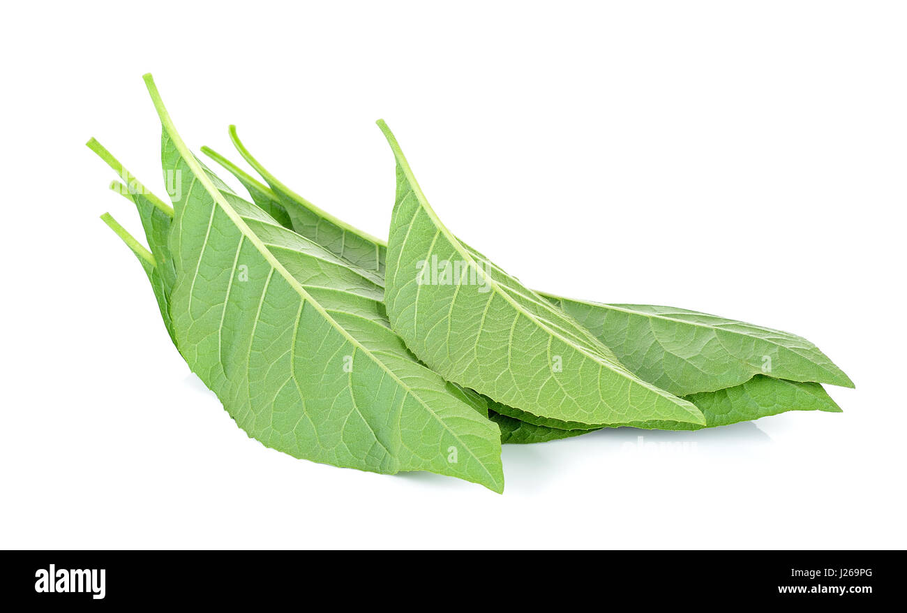 Adhatoda vasica or medicinal Basak leaf isolated on white Stock Photo ...