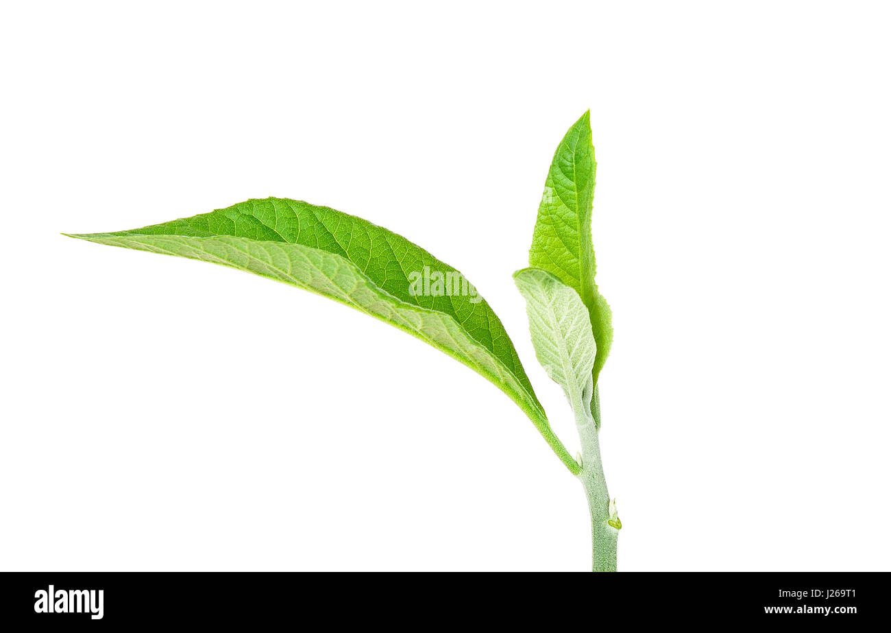Adhatoda vasica or medicinal Basak leaf isolated on white Stock Photo ...