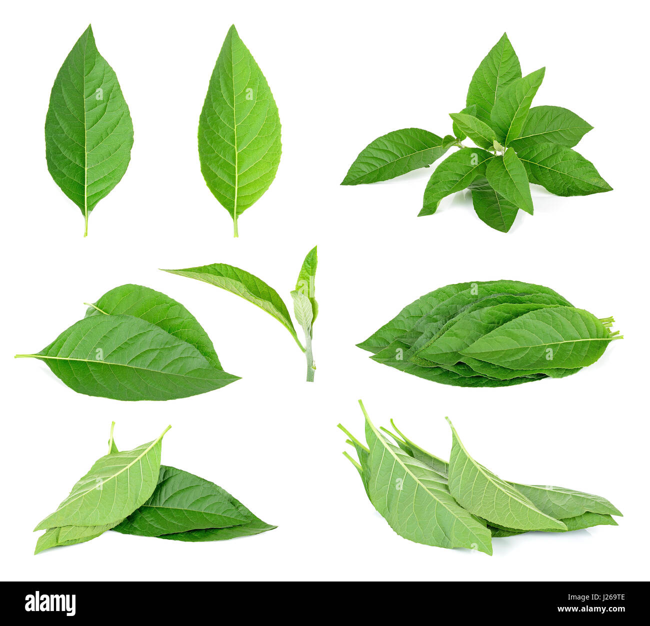 Adhatoda vasica or medicinal Basak leaf isolated on white Stock Photo ...