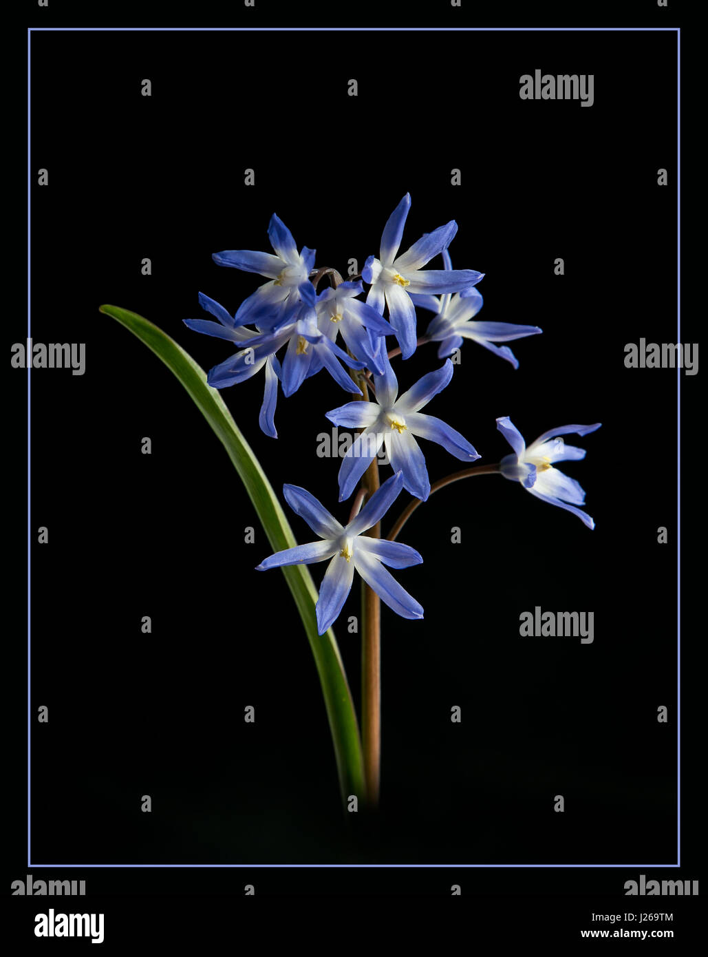 Floral border on black background hi-res stock photography and images ...