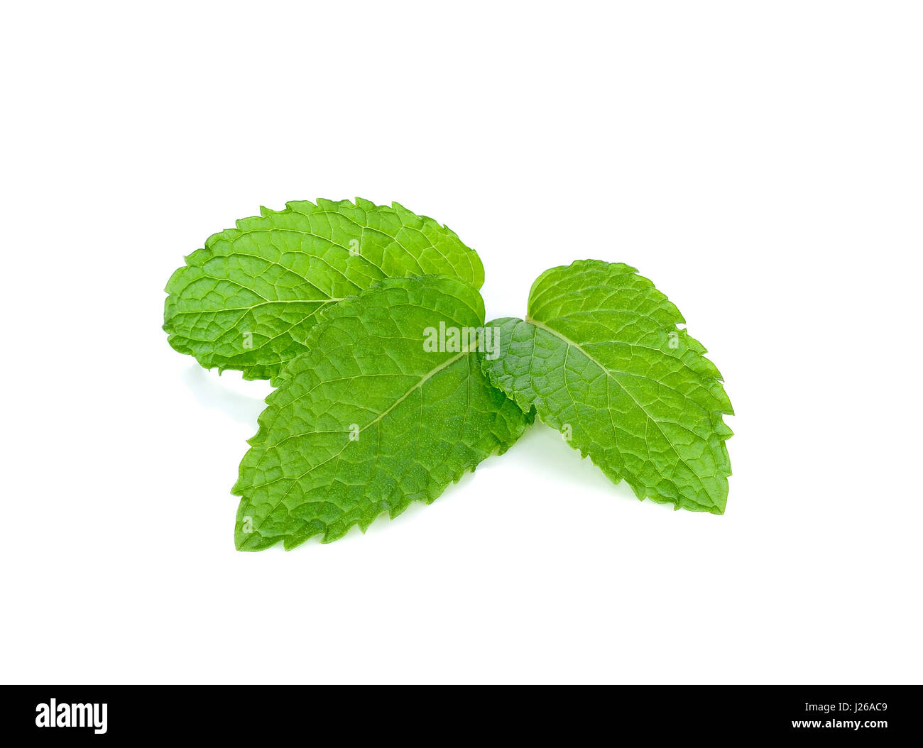 Fresh mint isolated on the white background Stock Photo - Alamy