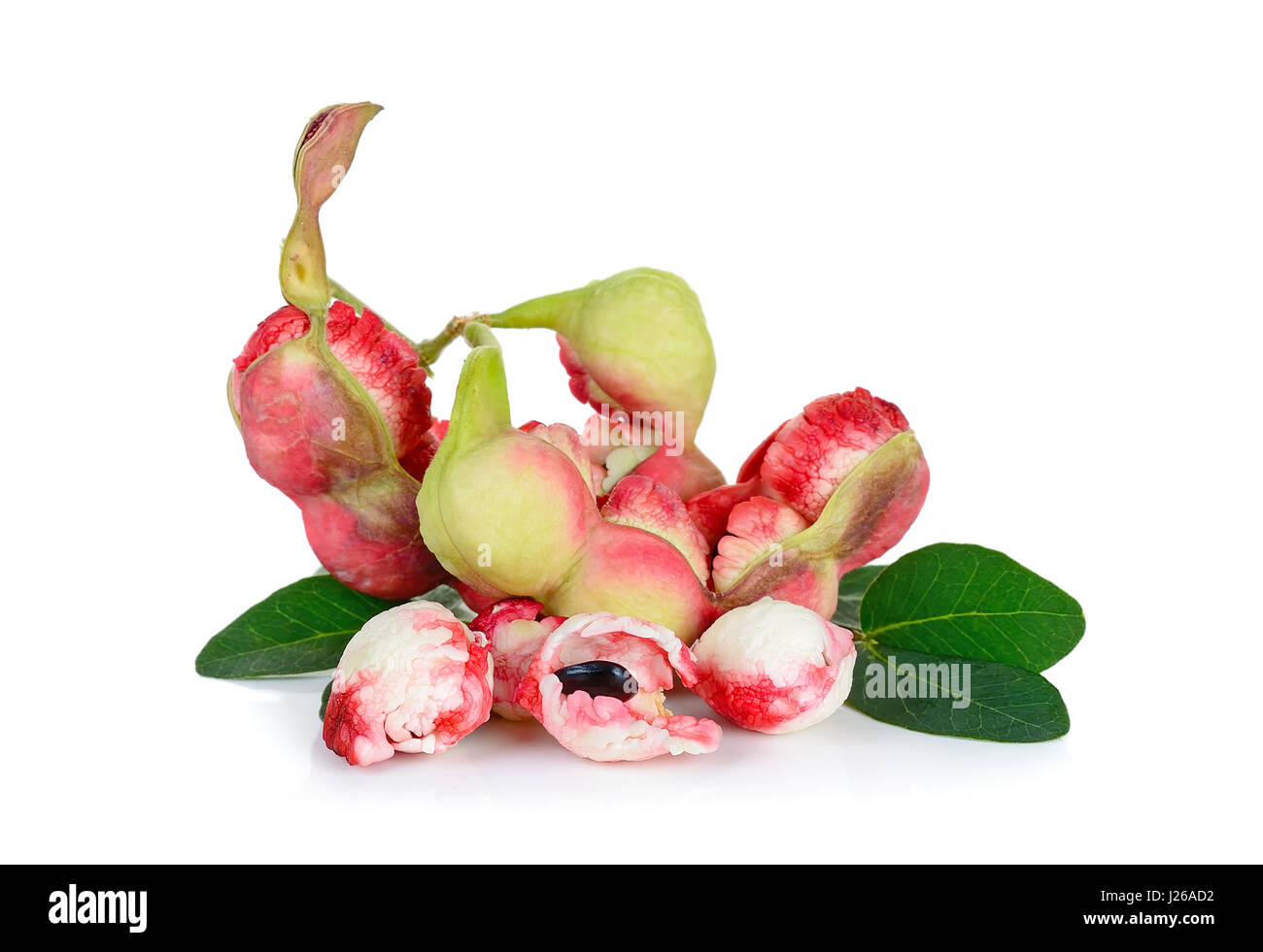 Manila tamarind fruit isolated on white background Stock Photo - Alamy
