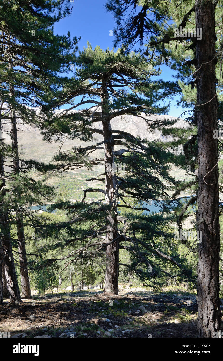 Corsican pine pinus nigra hi-res stock photography and images - Alamy