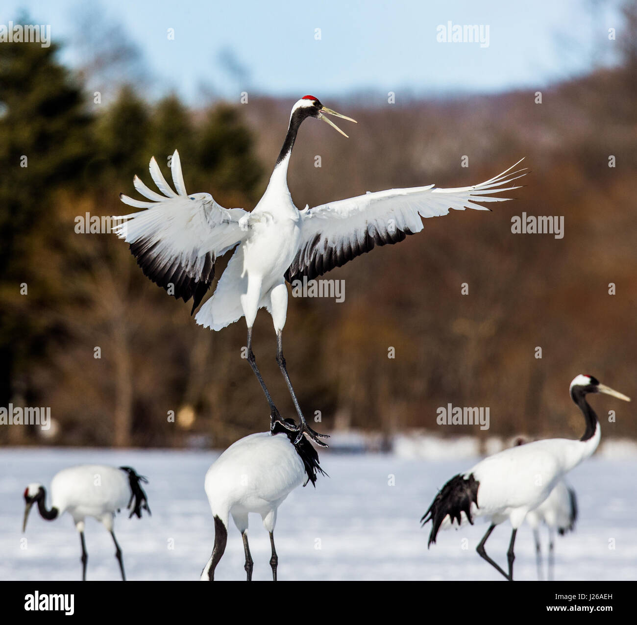 Red crowned crane japan tour hi-res stock photography and images - Alamy