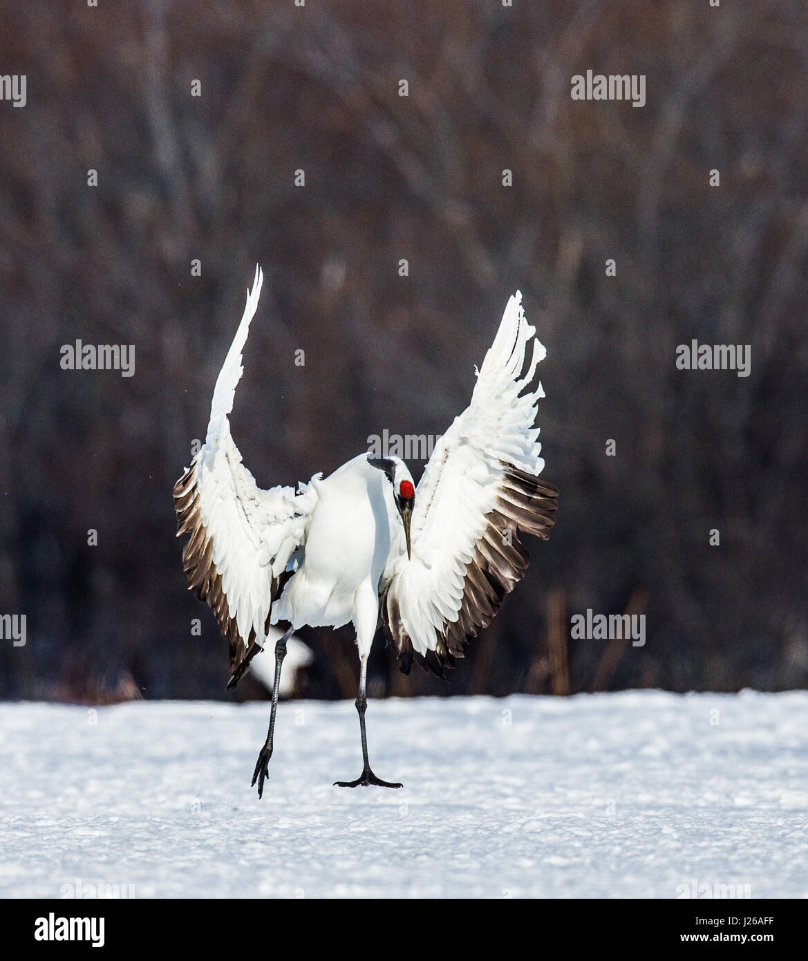 Crane with wings spread hi-res stock photography and images - Alamy