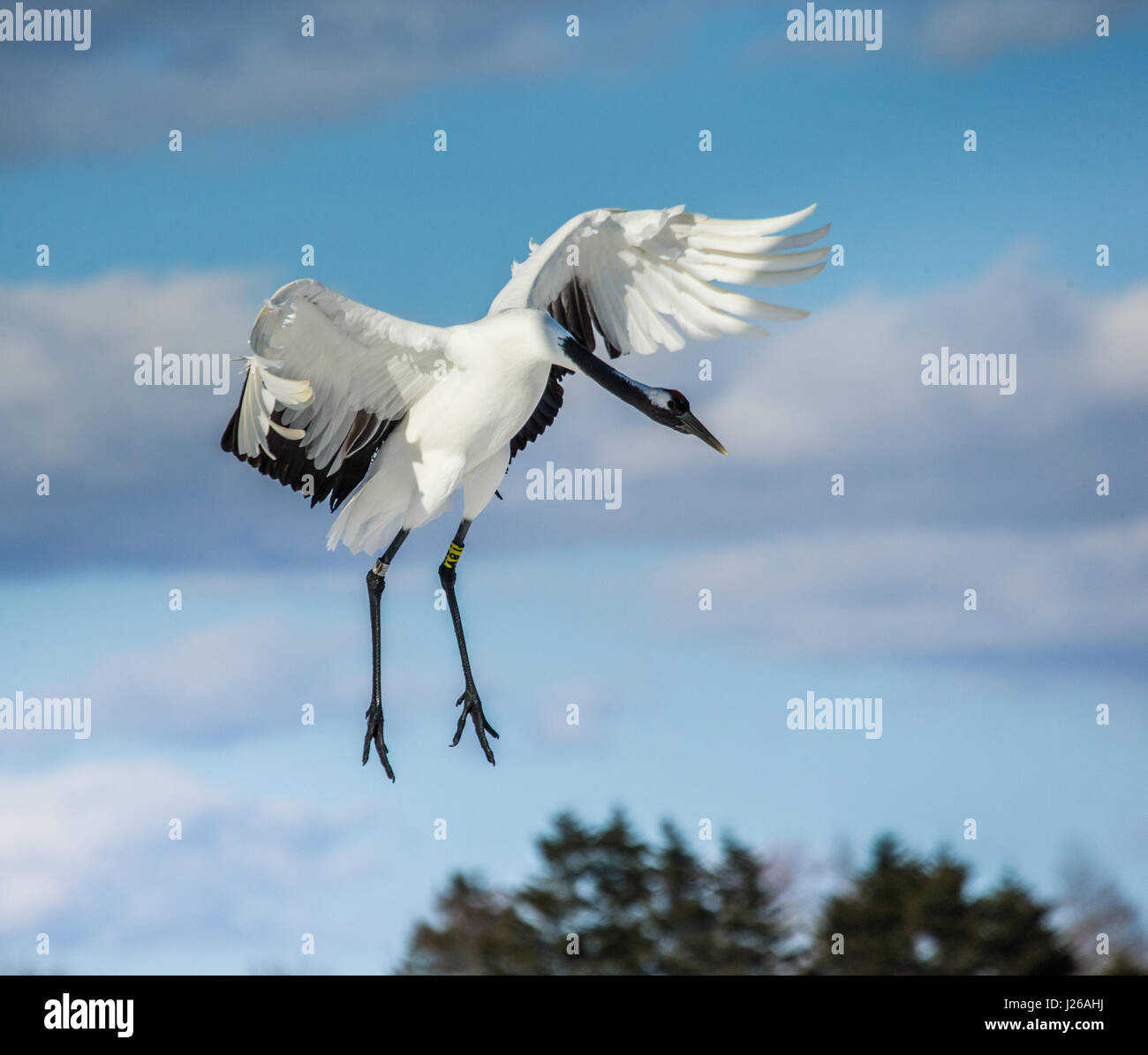 Japanese crane hi-res stock photography and images - Alamy