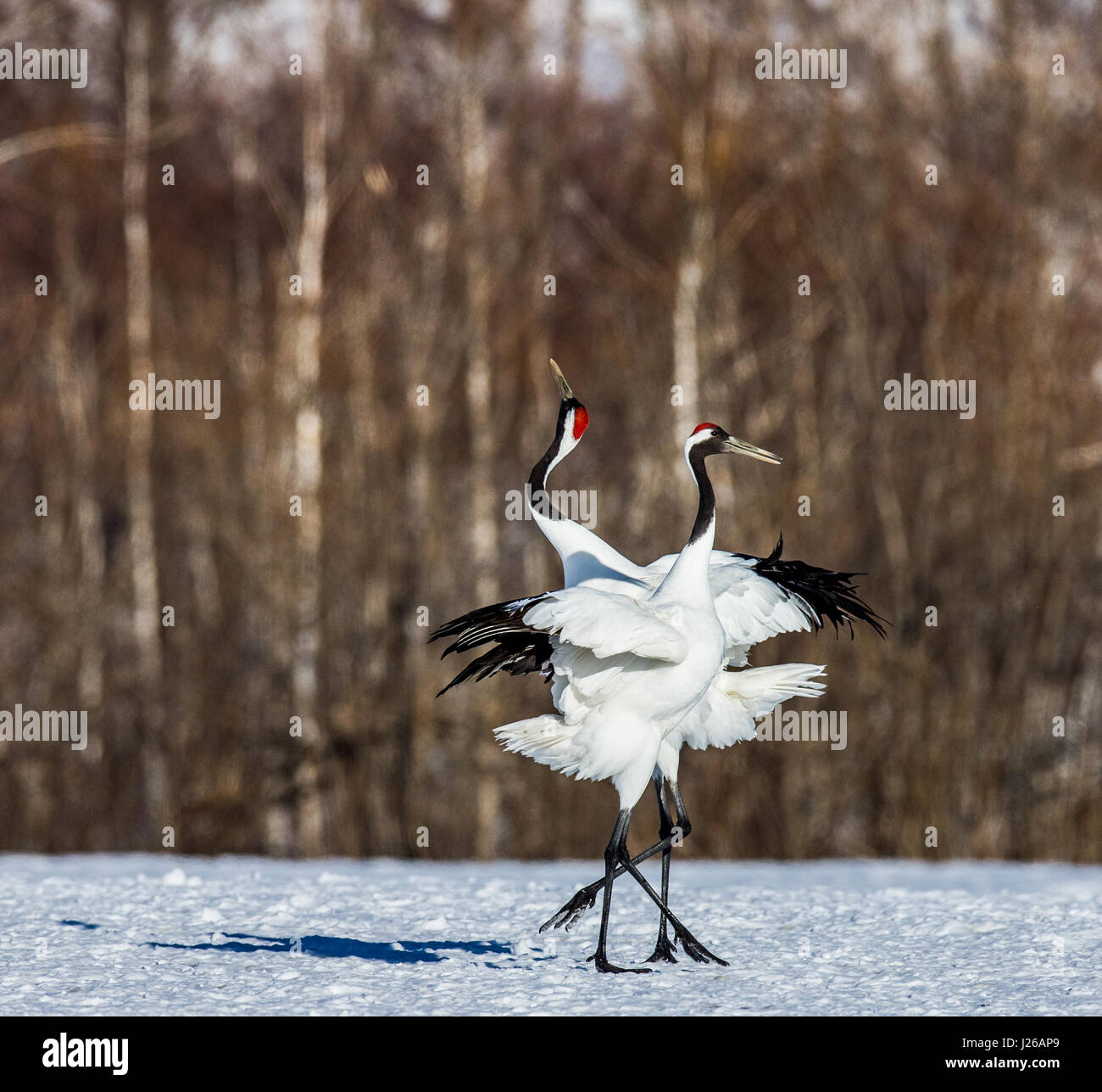 Two Japanese cranes stand in the snow. Japan. Hokkaido. Tsurui. Great ...