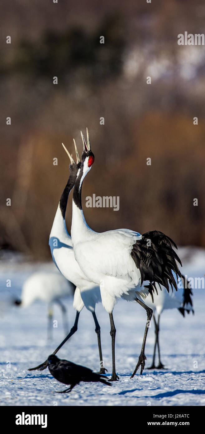 Two Japanese cranes stand in the snow. Japan. Hokkaido. Tsurui. Great ...