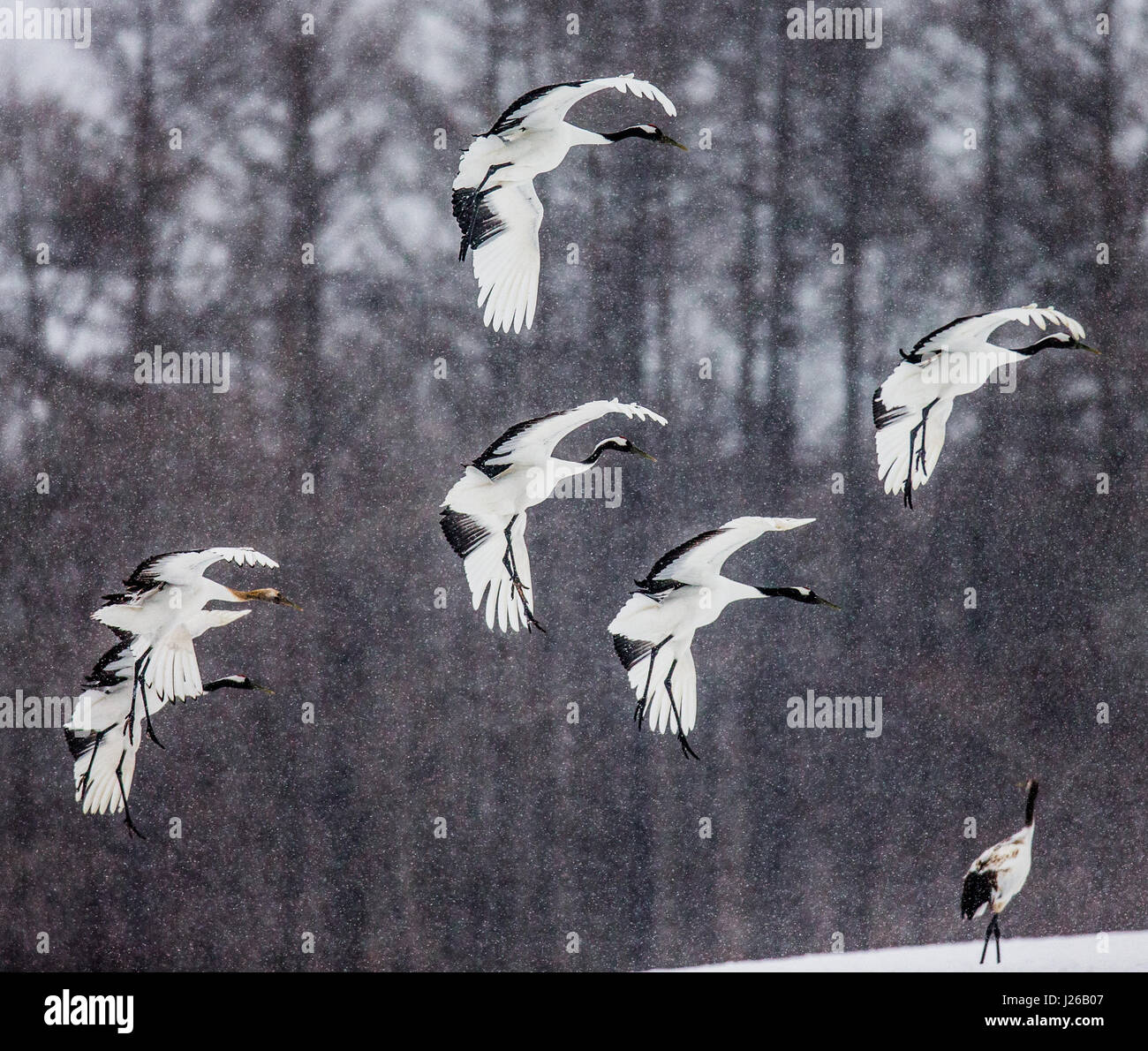 A group of Japanese cranes flying in a snow blizzard. Japan. Hokkaido ...