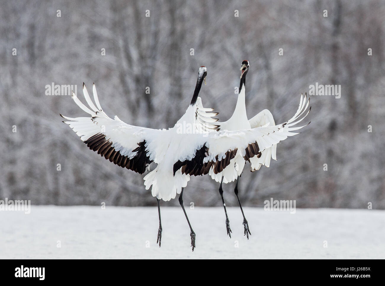 Two Japanese cranes in flight. Japan. Hokkaido. Tsurui. Great ...