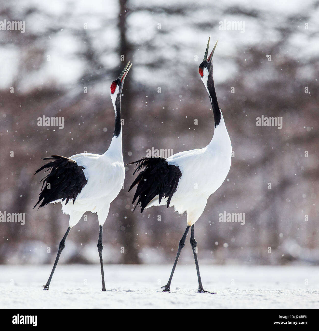 Two japanese red crowned cranes dancing hi-res stock photography and ...