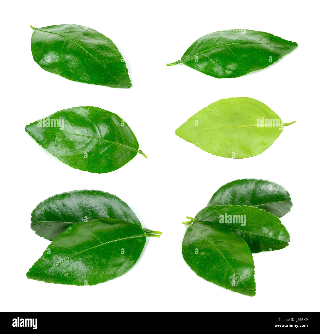 Set of lime leaf Isolated on the white background Stock Photo - Alamy
