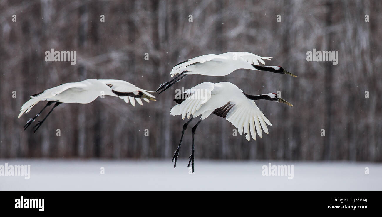 A group of Japanese cranes in flight. Japan. Hokkaido. Tsurui. Great ...