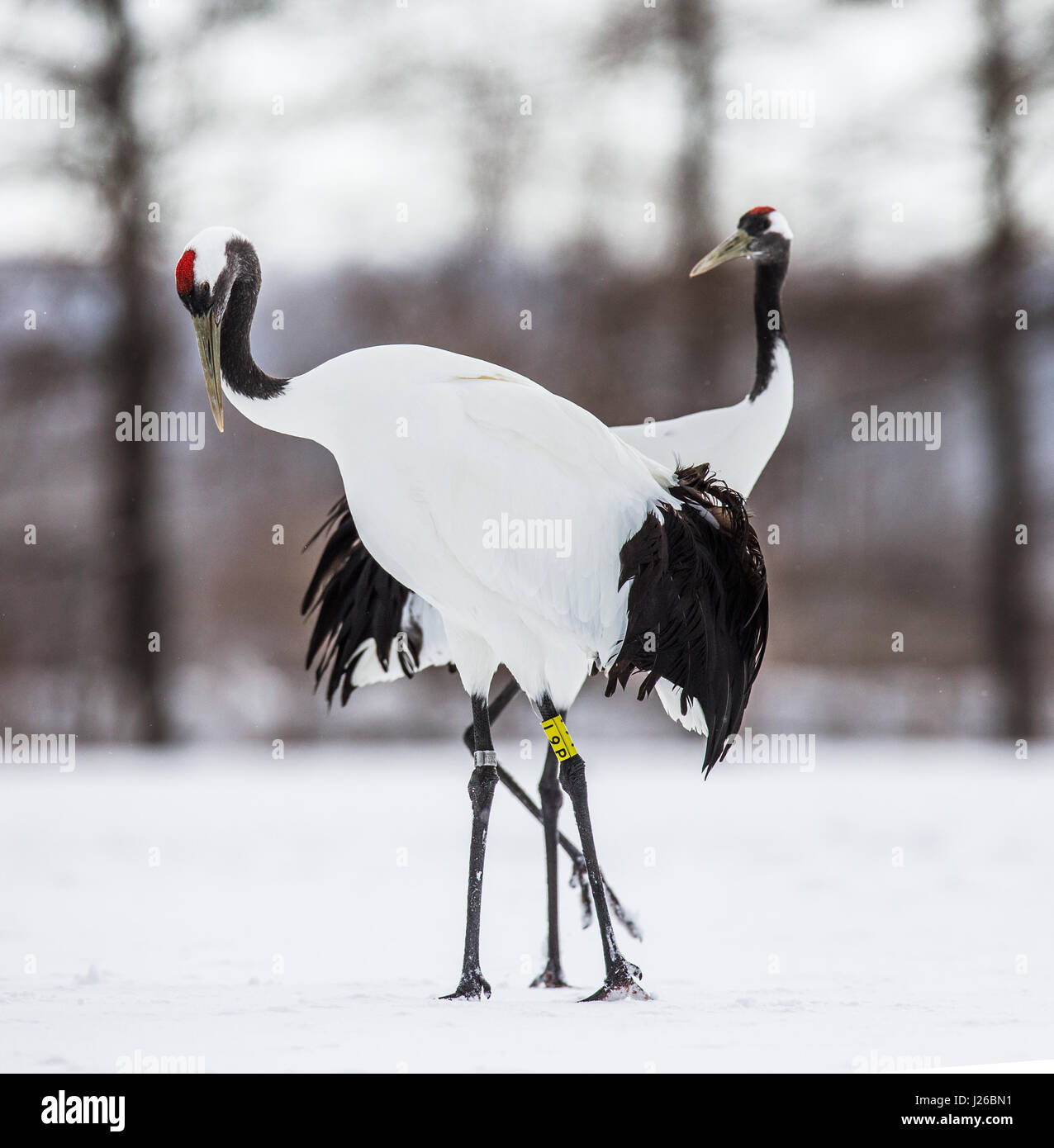 Two Japanese cranes stand in the snow. Japan. Hokkaido. Tsurui. Great ...
