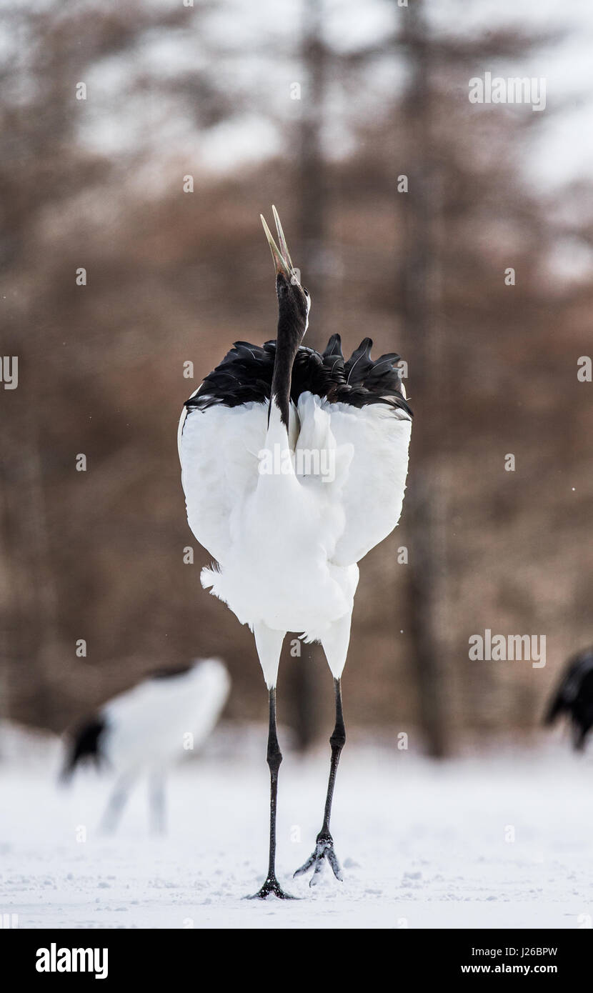 The Japanese crane stands in the snow. Japan. Hokkaido. Tsurui. Great ...
