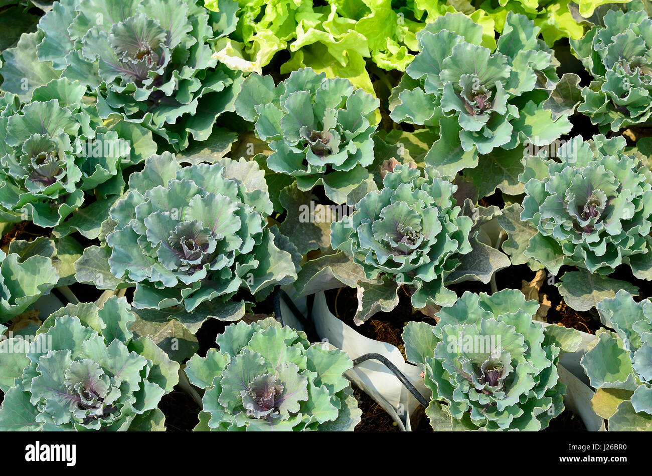 Close up Green vegetable background texture Stock Photo - Alamy