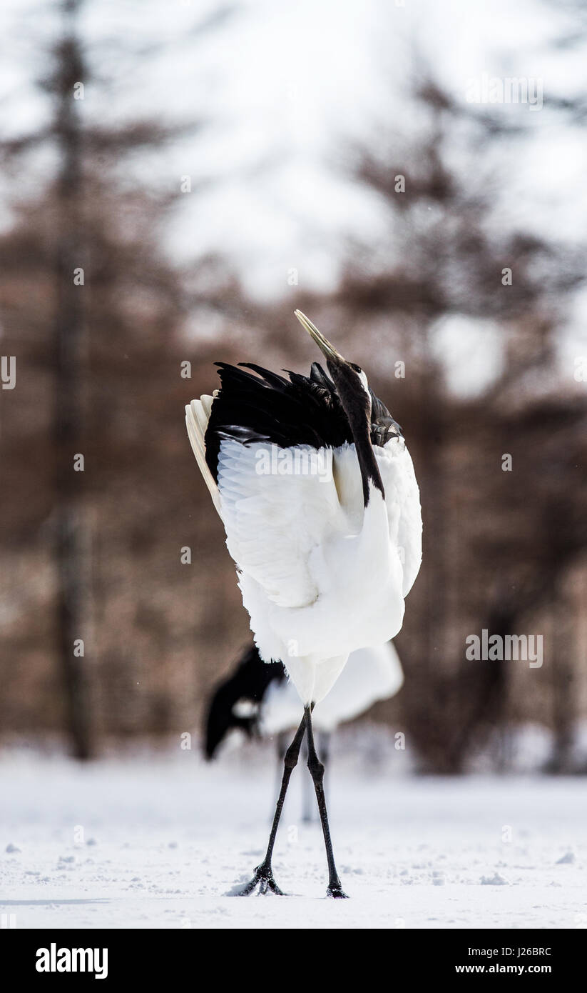 The Japanese crane stands in the snow. Japan. Hokkaido. Tsurui. Great ...