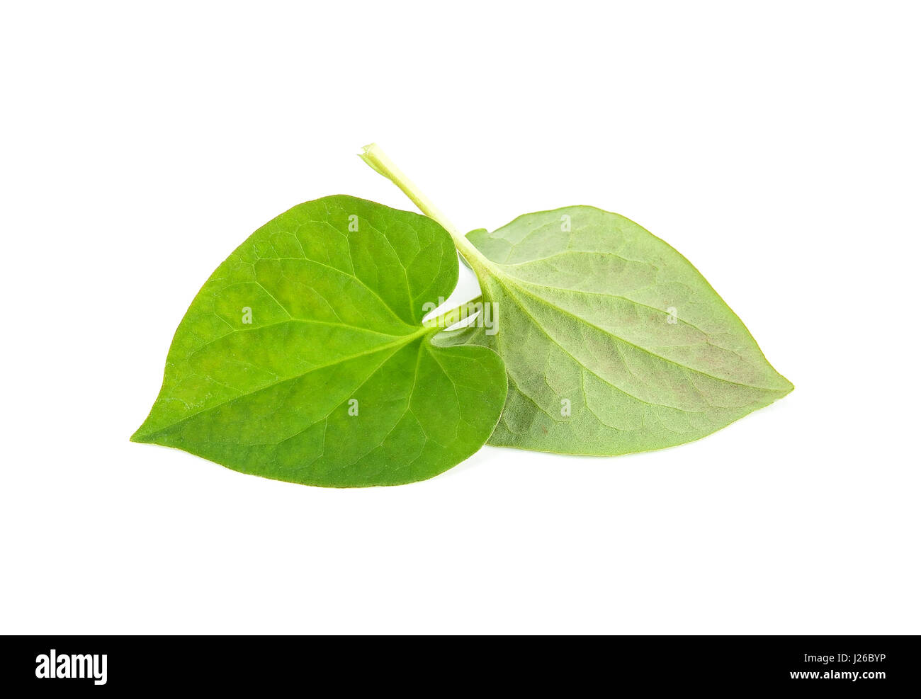 Herbal fish mint leaves isolated on white background Stock Photo - Alamy