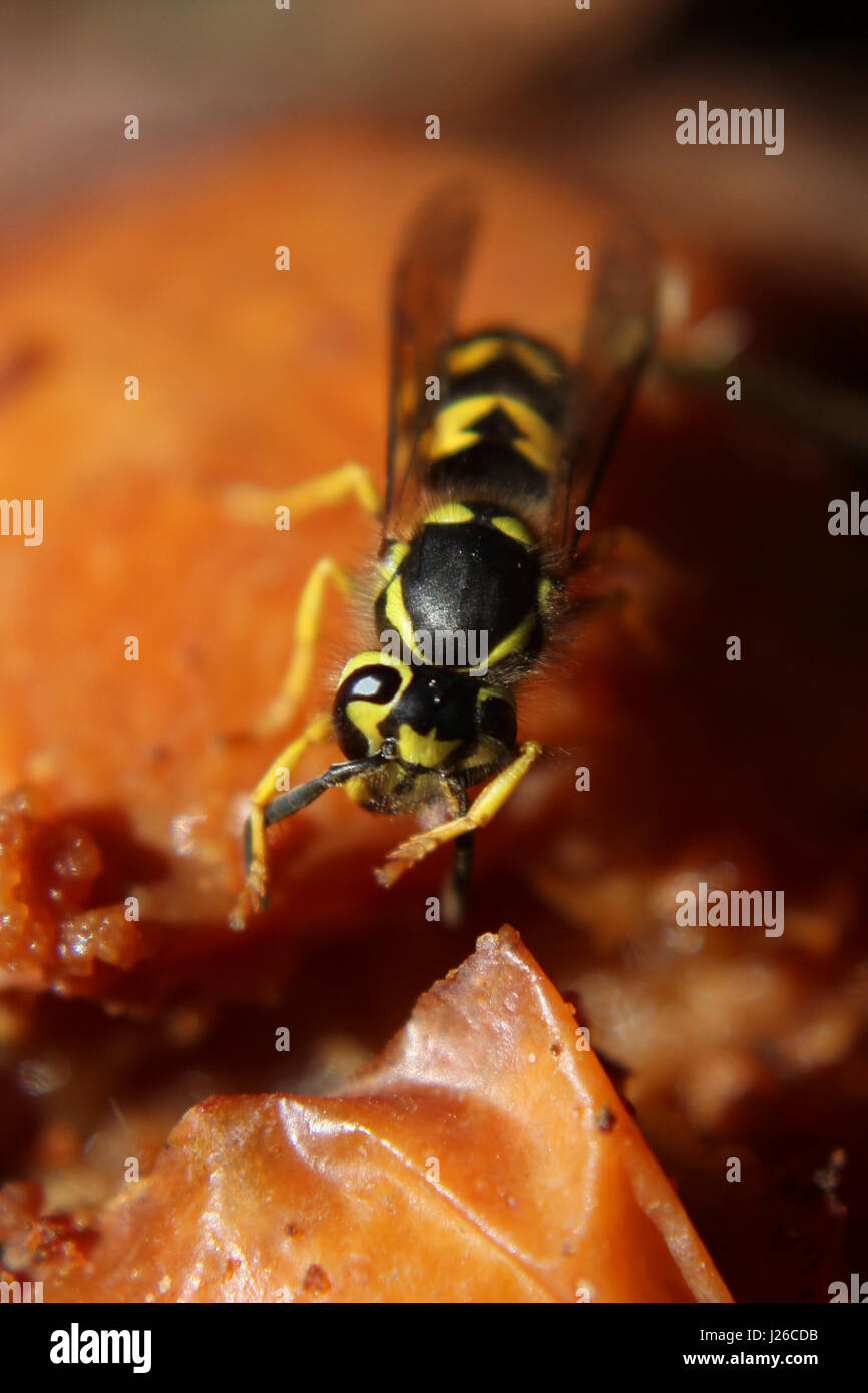 Hornet eating hi-res stock photography and images - Alamy