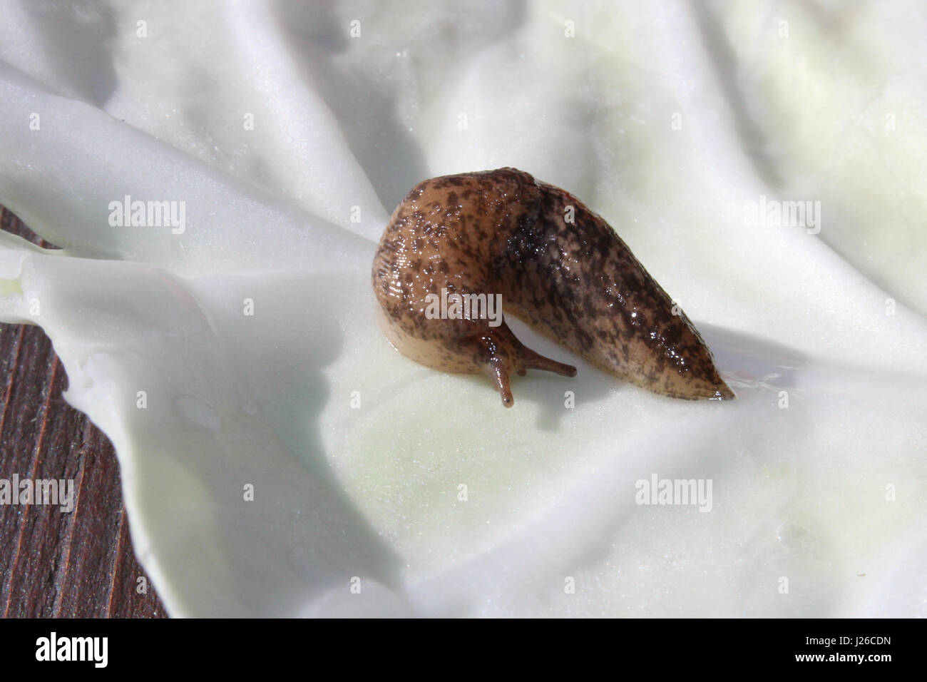 Slug Crawling on a Cabbage Leaf Stock Photo - Alamy