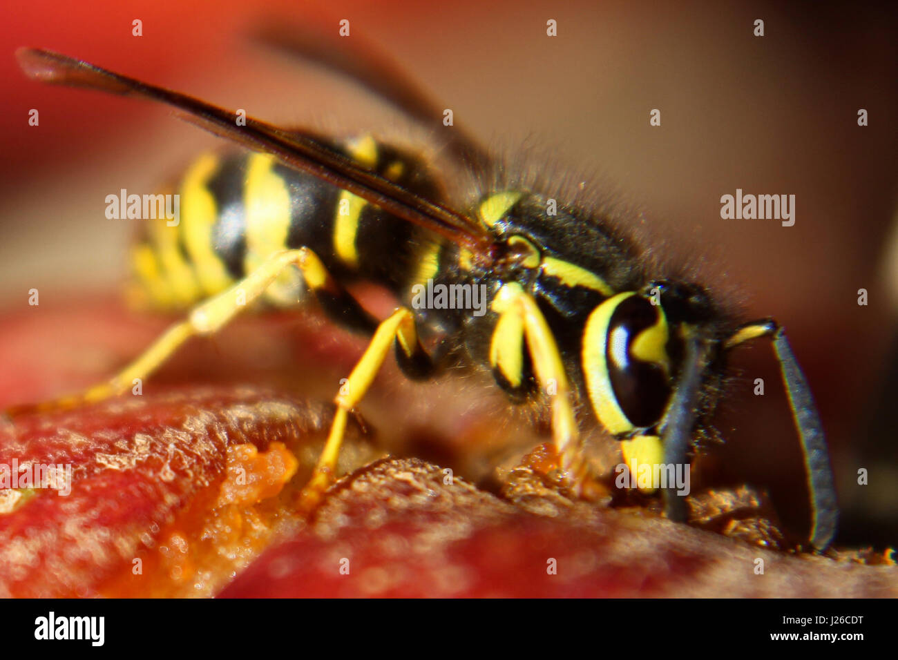 Fruit eating red bug hi-res stock photography and images - Alamy