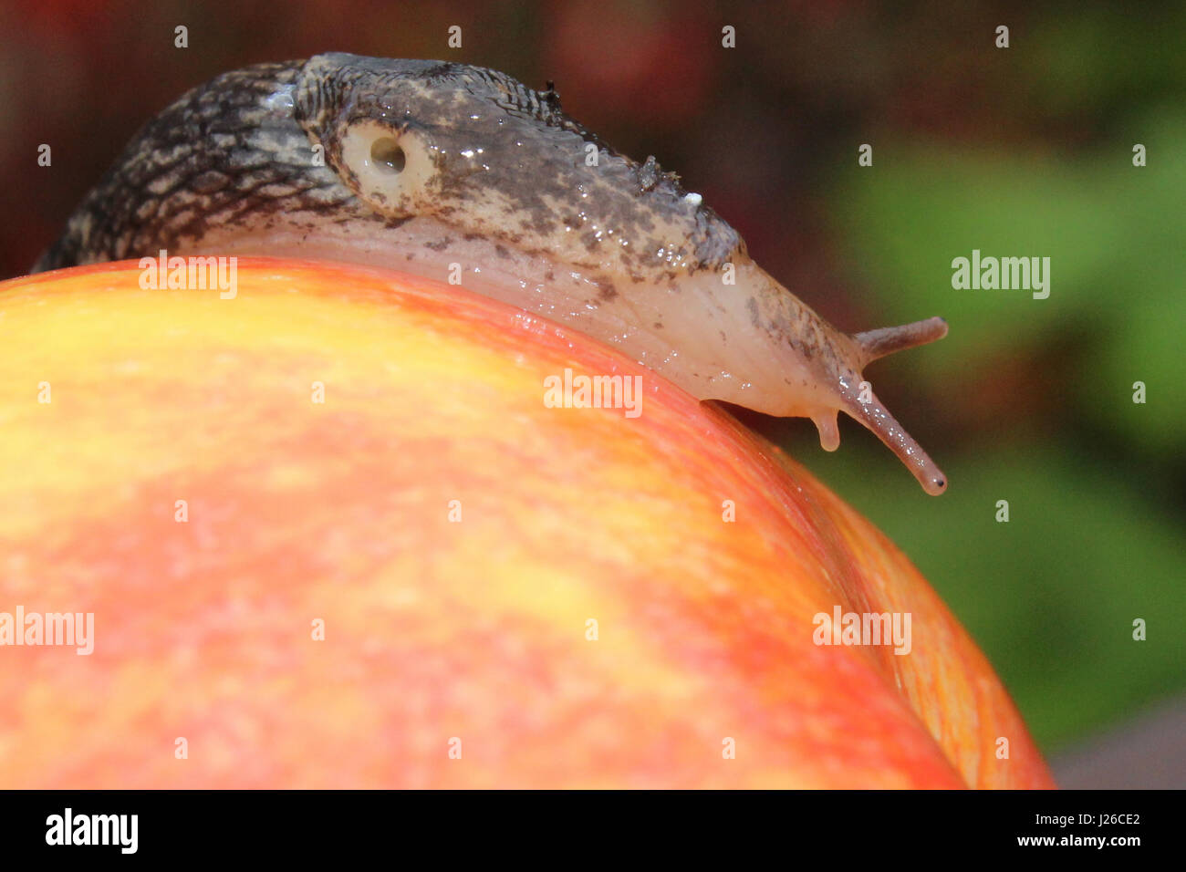 Slug Crawling on a Red Apple Stock Photo - Alamy