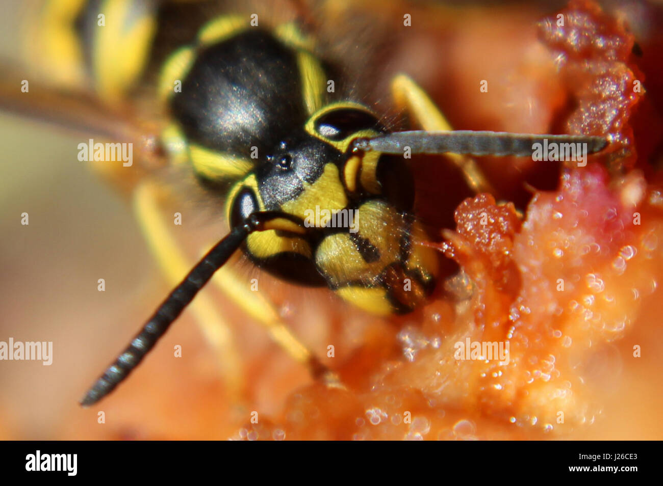 Macro View of a Wasps Head Stock Photo - Alamy