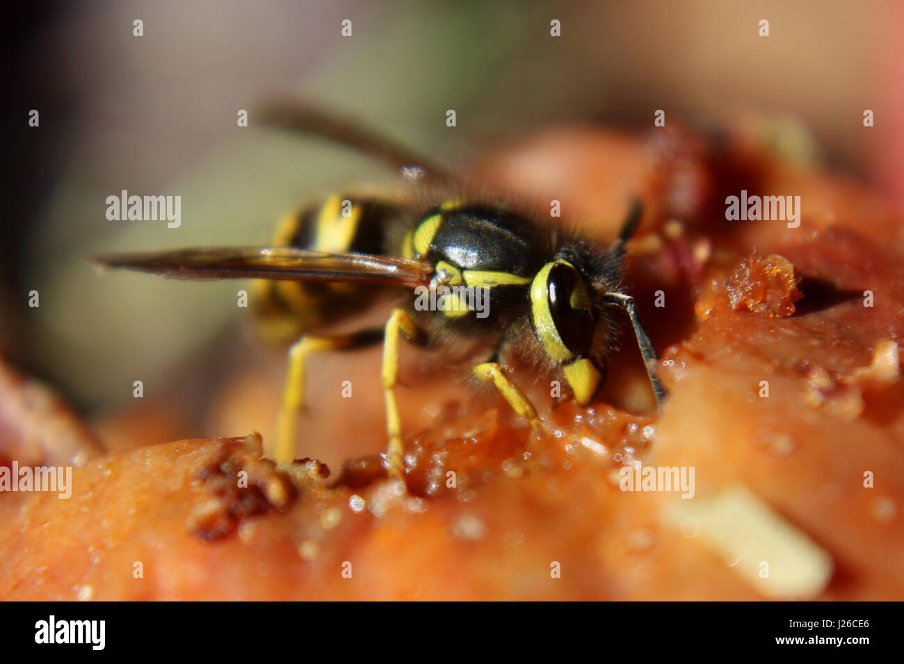 A Wasp Feasting on a Over Ripe Apple Stock Photo - Alamy