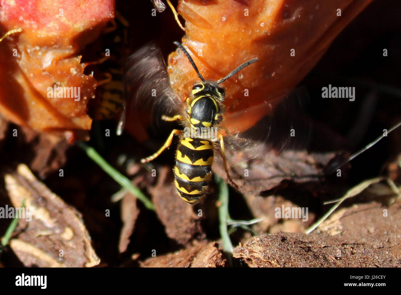 Mid air insect hi-res stock photography and images - Alamy
