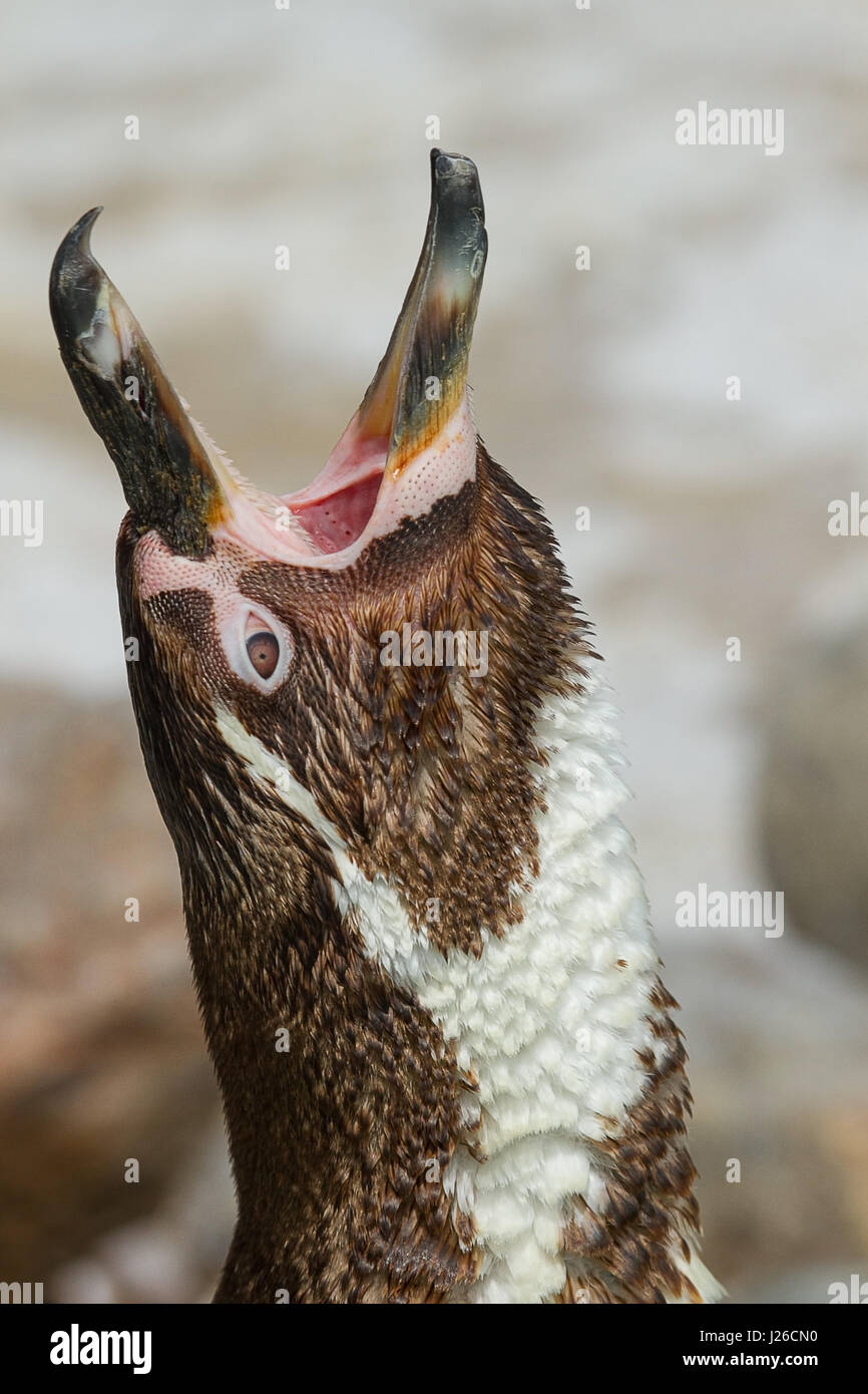 Photo portrait of an adult Humboldt penguin calling Stock Photo - Alamy