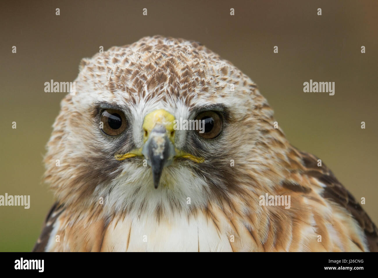 Altai falcon hi-res stock photography and images - Alamy