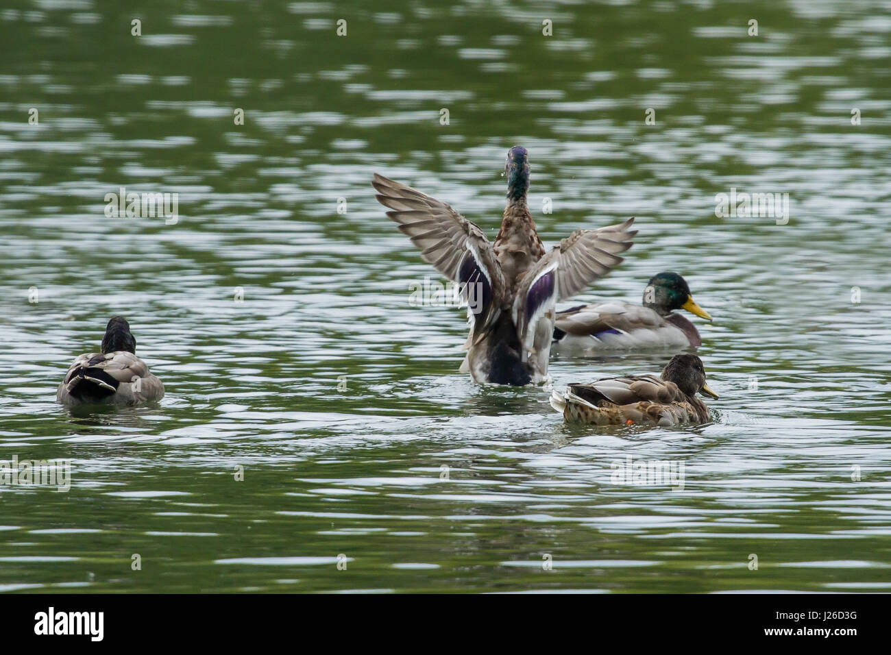 photo of a male Mallard duck stretching his wings with other swimming ...
