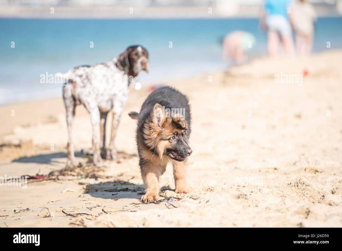 Beautiful dogs running around on a beach and playing Stock Photo - Alamy