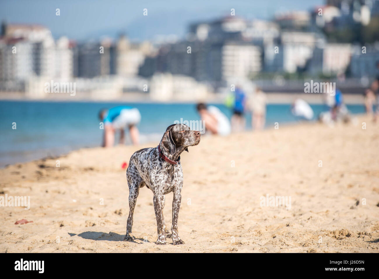 Beautiful dogs running around on a beach and playing Stock Photo - Alamy