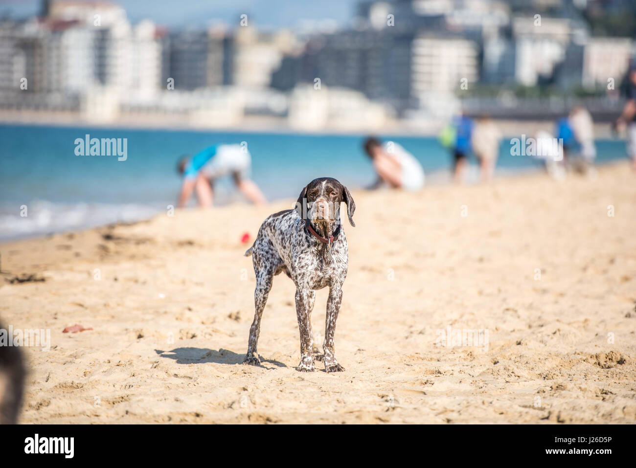 Beautiful dogs running around on a beach and playing Stock Photo - Alamy