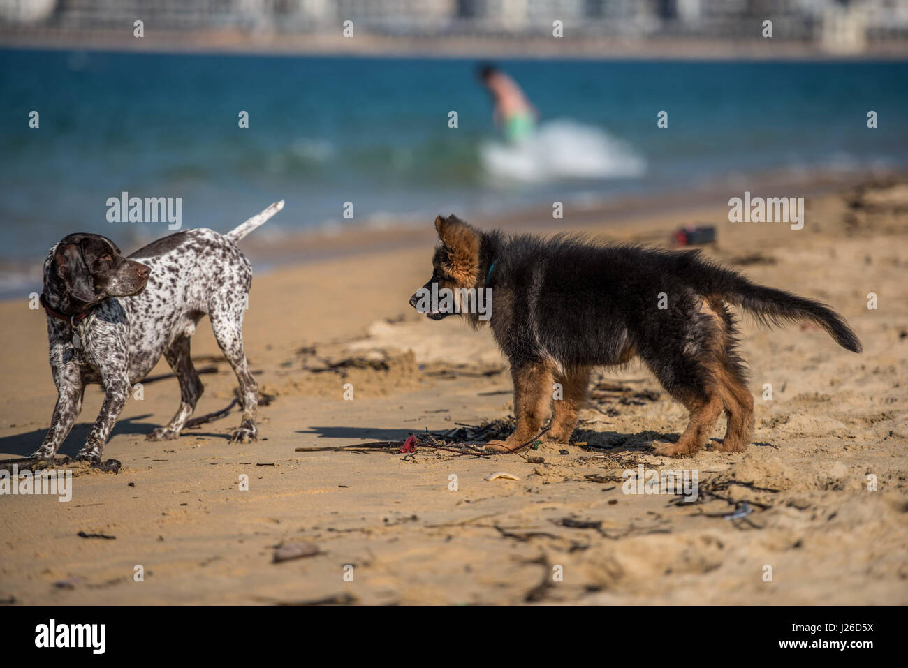 Beautiful dogs running around on a beach and playing Stock Photo - Alamy