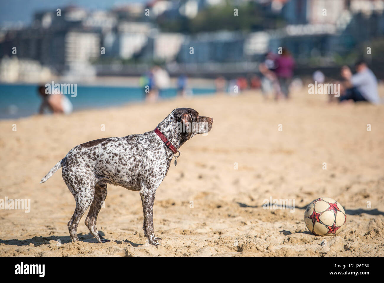 Beautiful dogs running around on a beach and playing Stock Photo - Alamy
