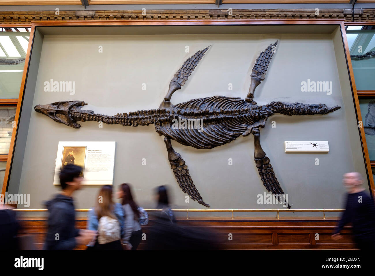 Pliosaur Skeleton