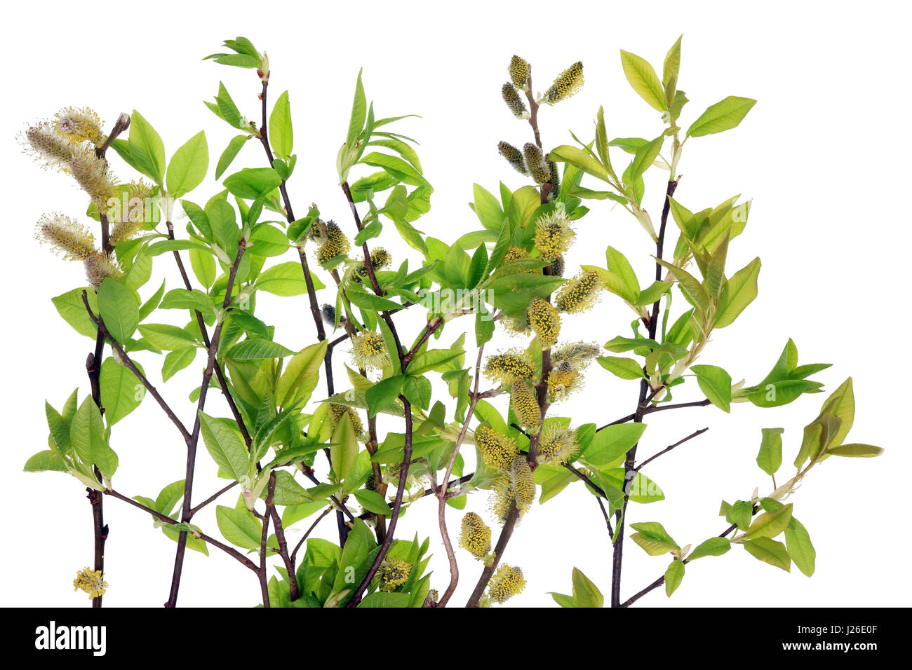 Gentle springtime April first green branches. buds and leaves concept ...