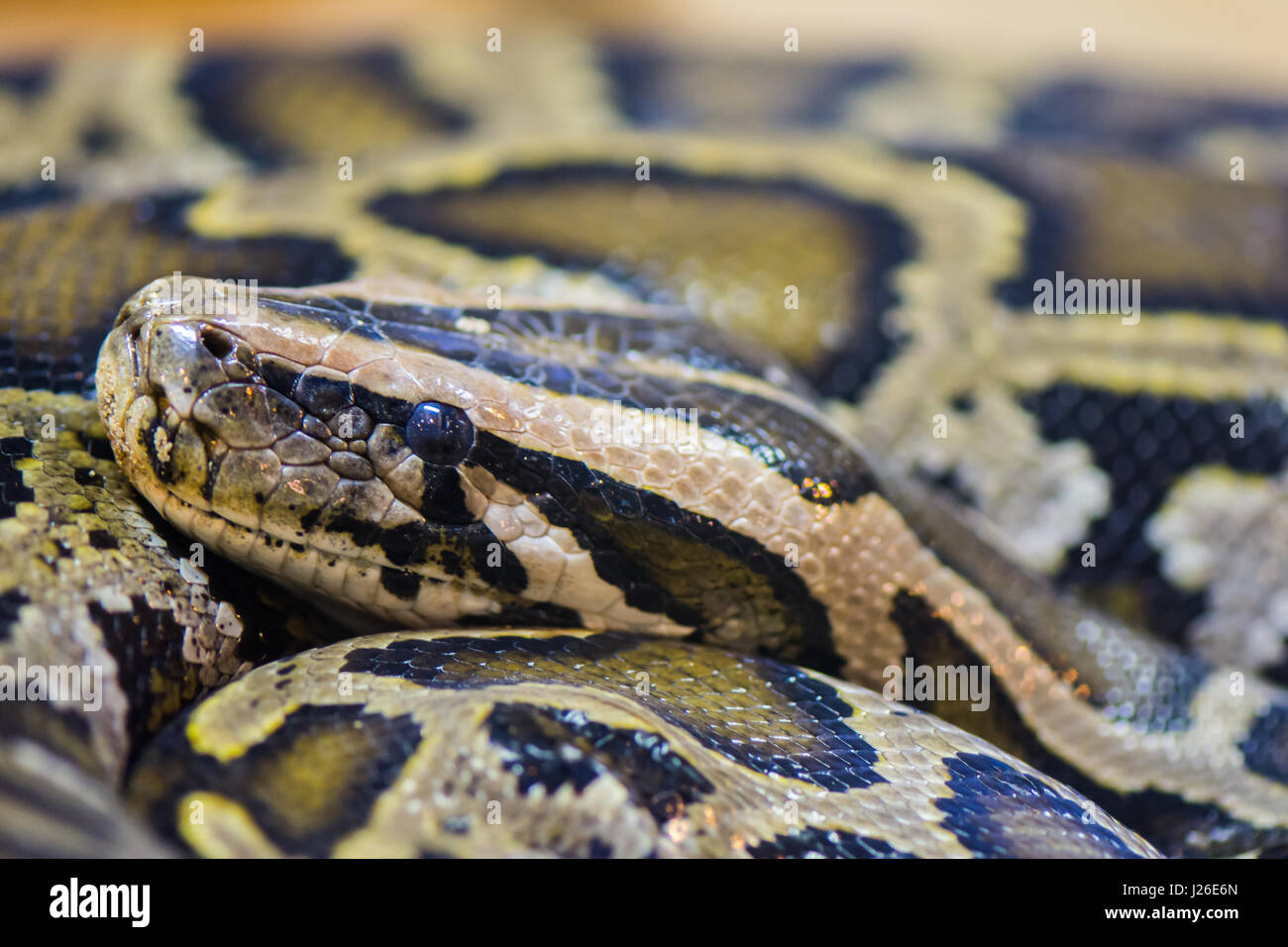 Green Burmese Python Stock Photo - Alamy