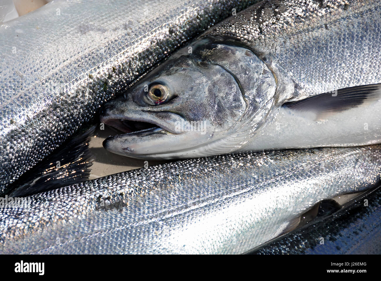 Fish In Cooler Stock Photos & Fish In Cooler Stock Images - Alamy
