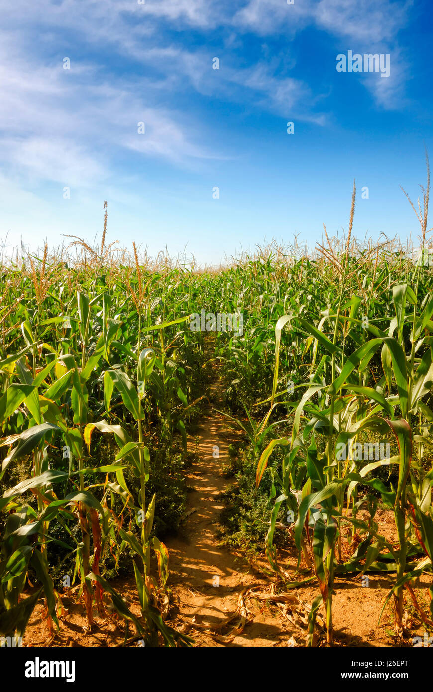 field of corn as symbol of prosperity and growth Stock Photo - Alamy
