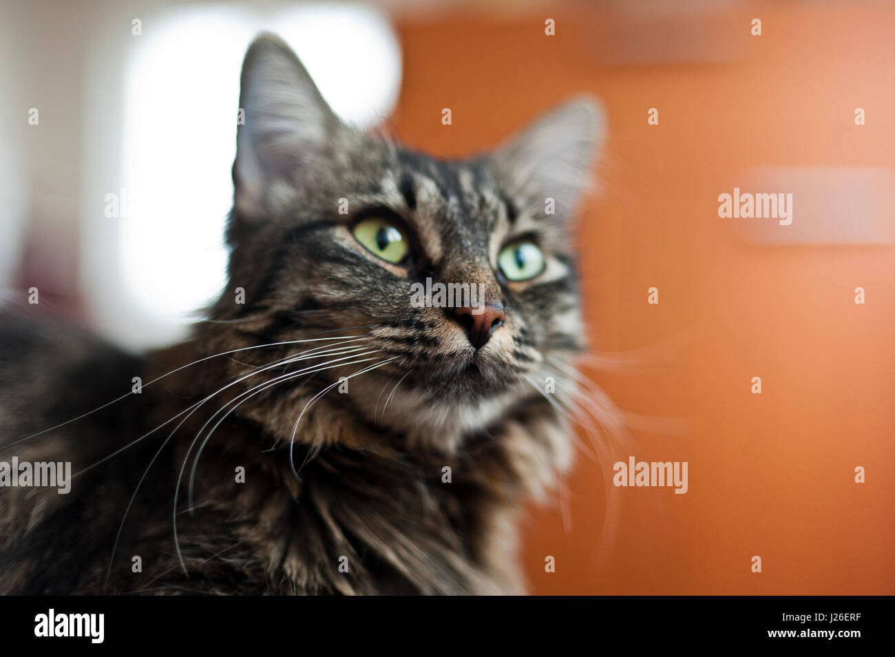 Tabby cat crossbreed hi-res stock photography and images - Alamy